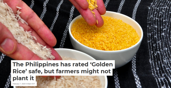 The Philippines has rated ‘Golden Rice’ safe, but farmers might not ...
