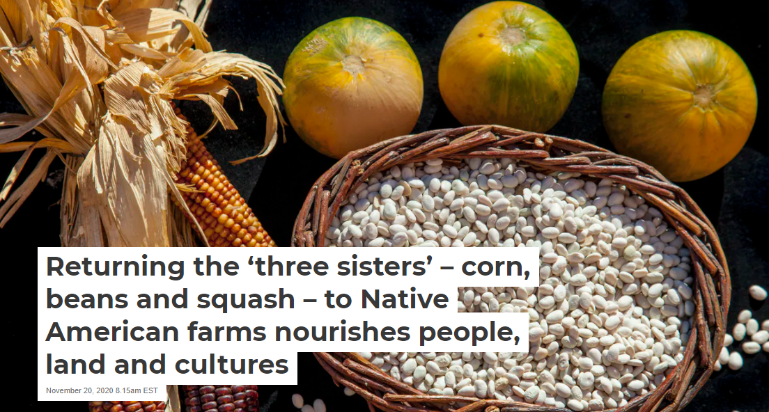 Returning the ‘three sisters’ – corn, beans and squash – to Native ...