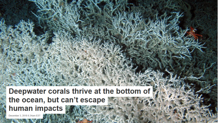 Deepwater corals thrive at the bottom of the ocean, but can’t escape ...