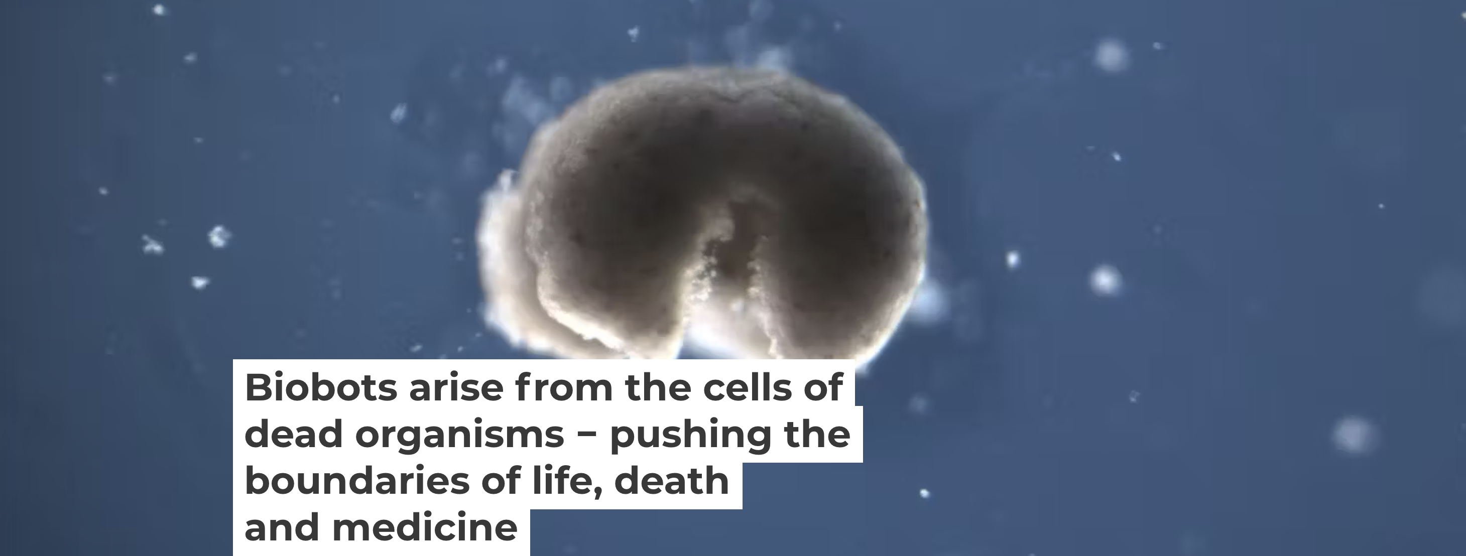 Biobots arise from the cells of dead organisms − pushing the boundaries ...