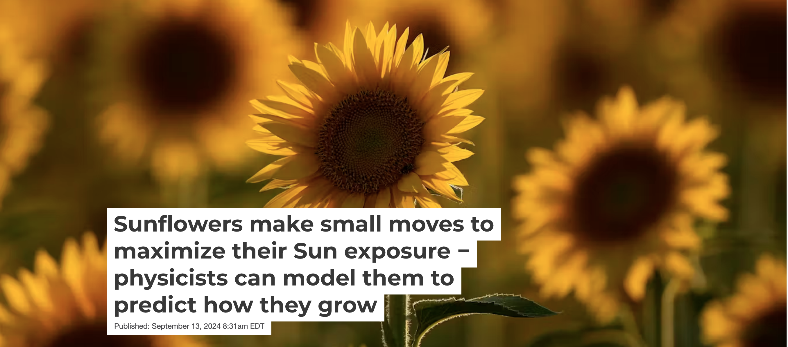 Sunflowers make small moves to maximize their Sun exposure − physicists ...