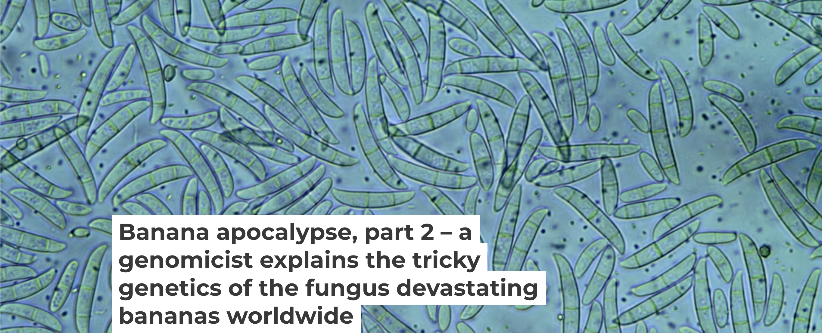 Banana apocalypse, part 2 – a genomicist explains the tricky genetics ...