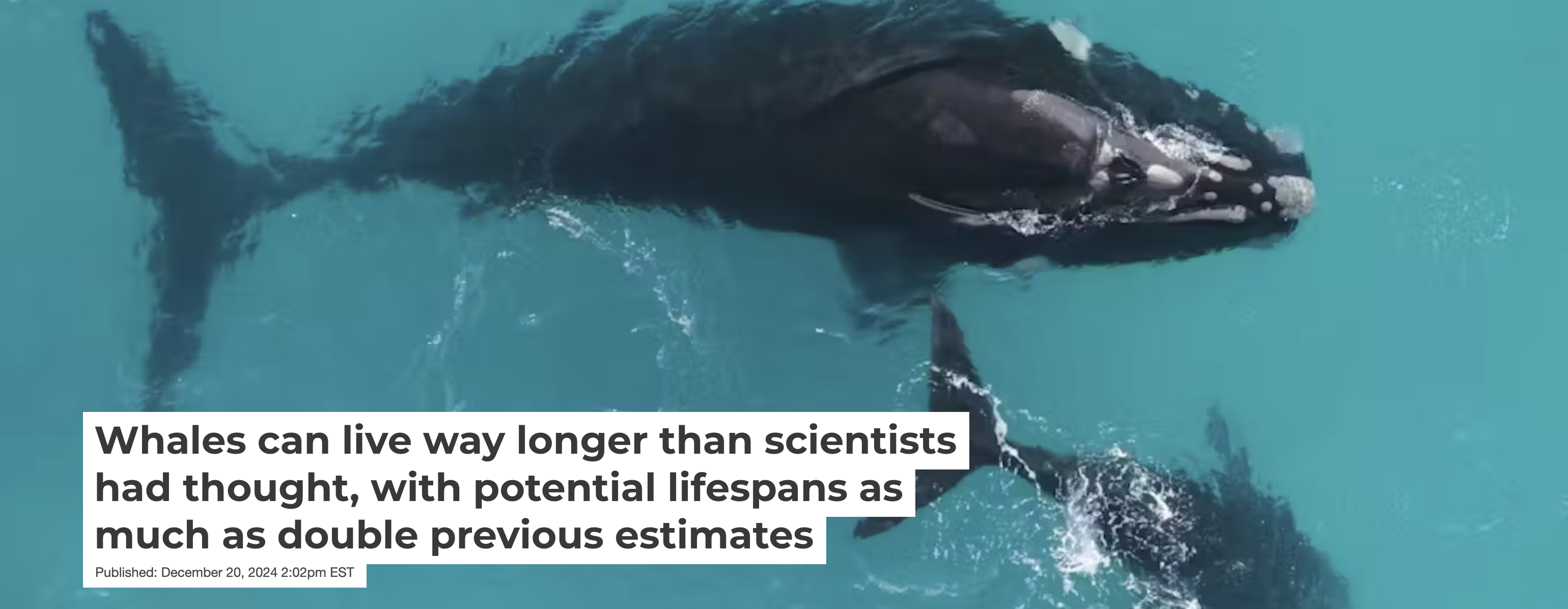 Whales can live way longer than scientists had thought, with potential ...