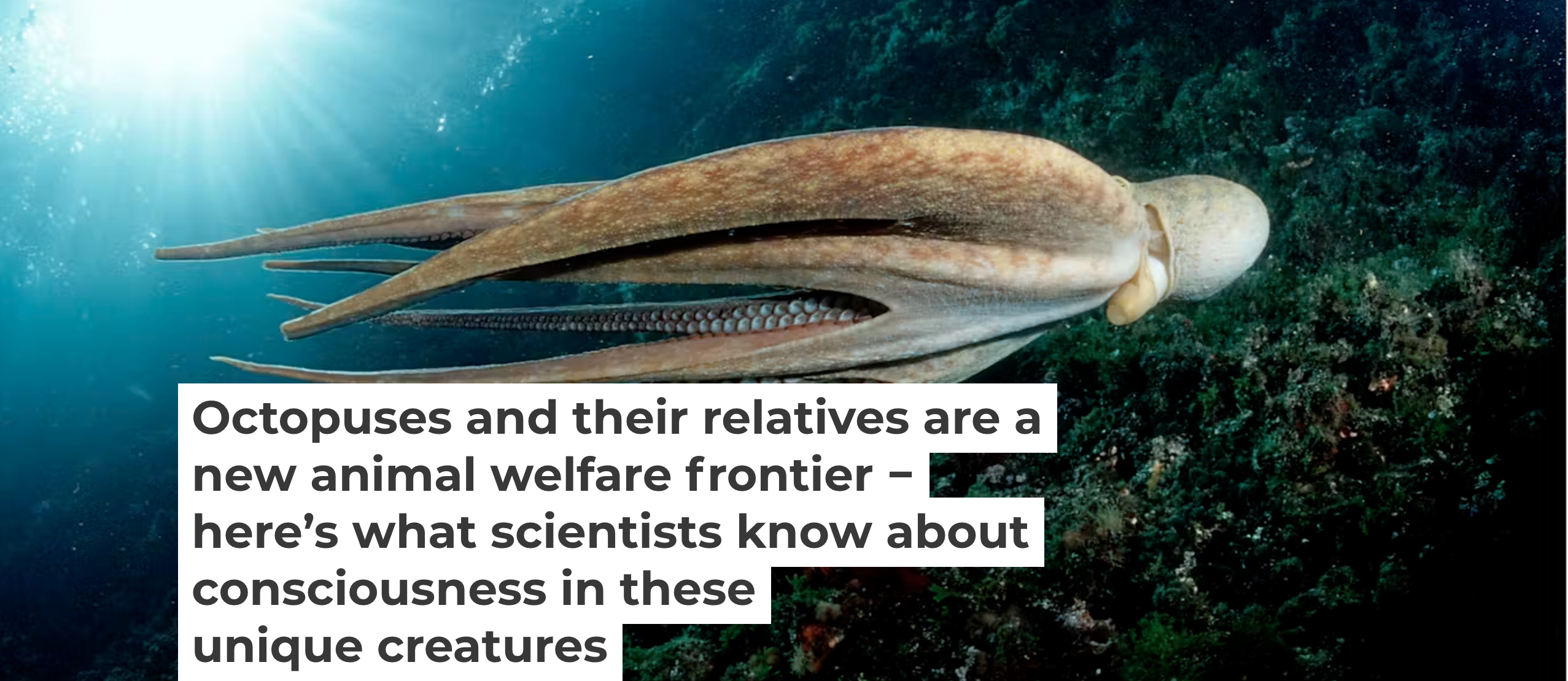 Octopuses and their relatives are a new animal welfare frontier − here ...