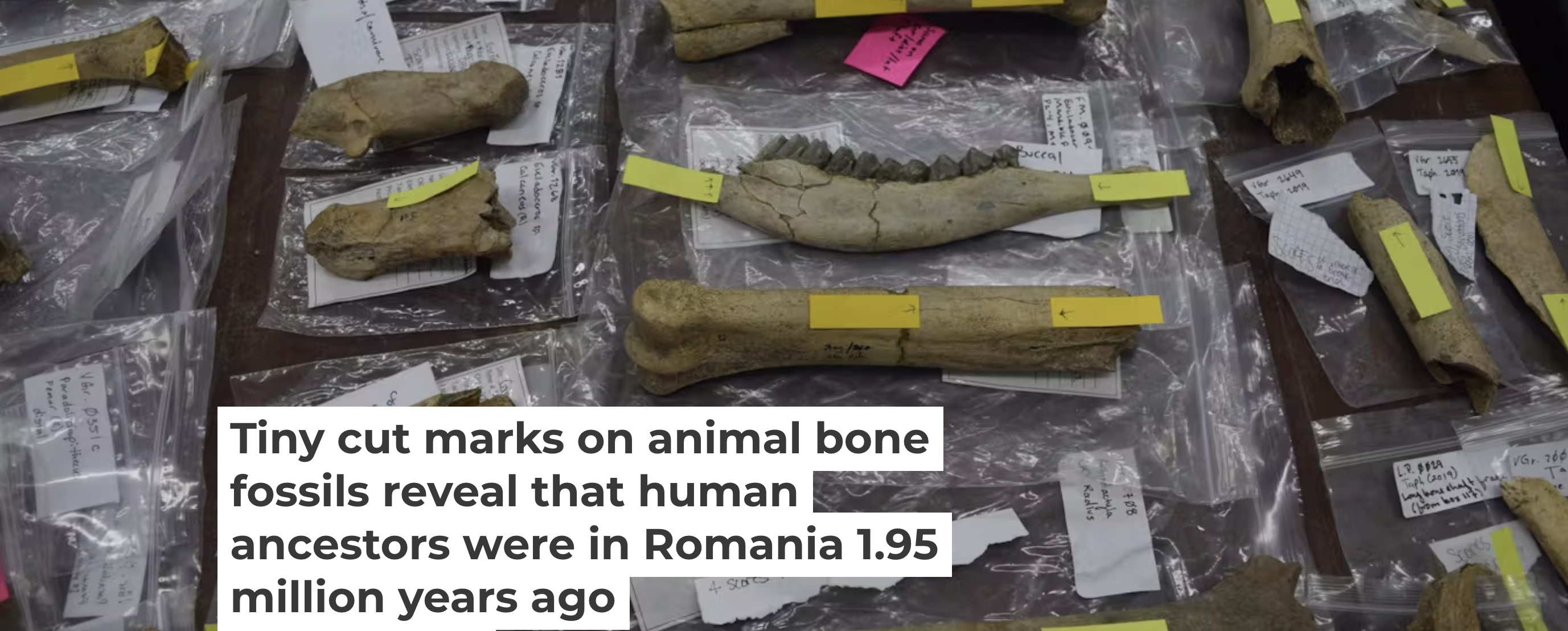 Tiny cut marks on animal bone fossils reveal that human ancestors were ...